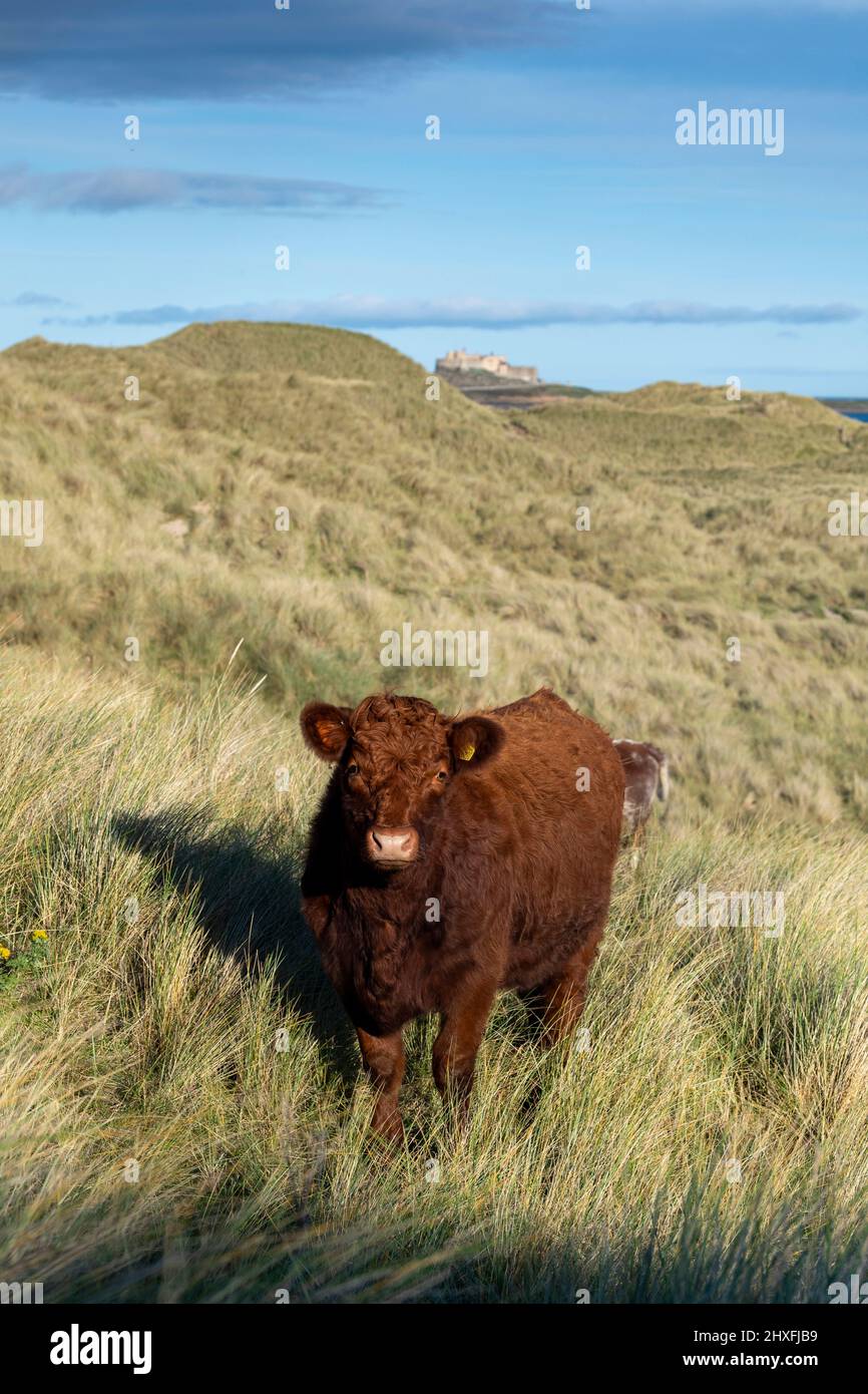 Luing cattle out wintering and grazing on sand dunes on the ...