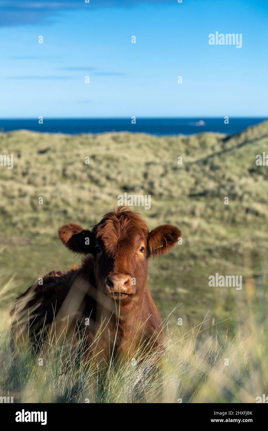 Luing cattle out wintering and grazing on sand dunes on the ...
