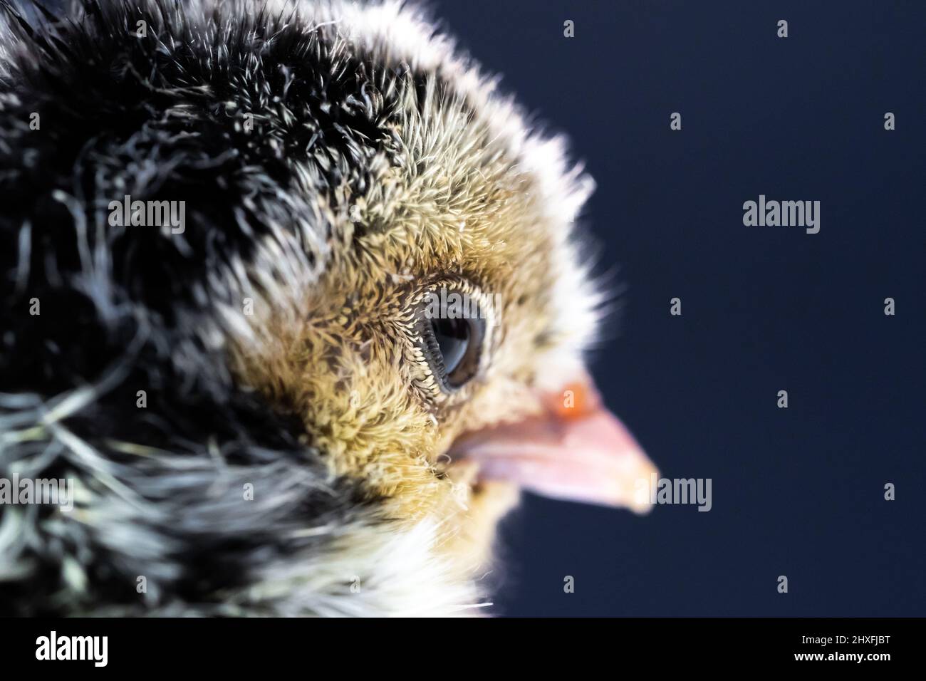Close up macro photography baby black Appenzeller chick on dark blue ...