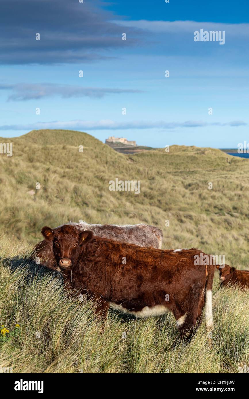 Luing cattle out wintering and grazing on sand dunes on the ...