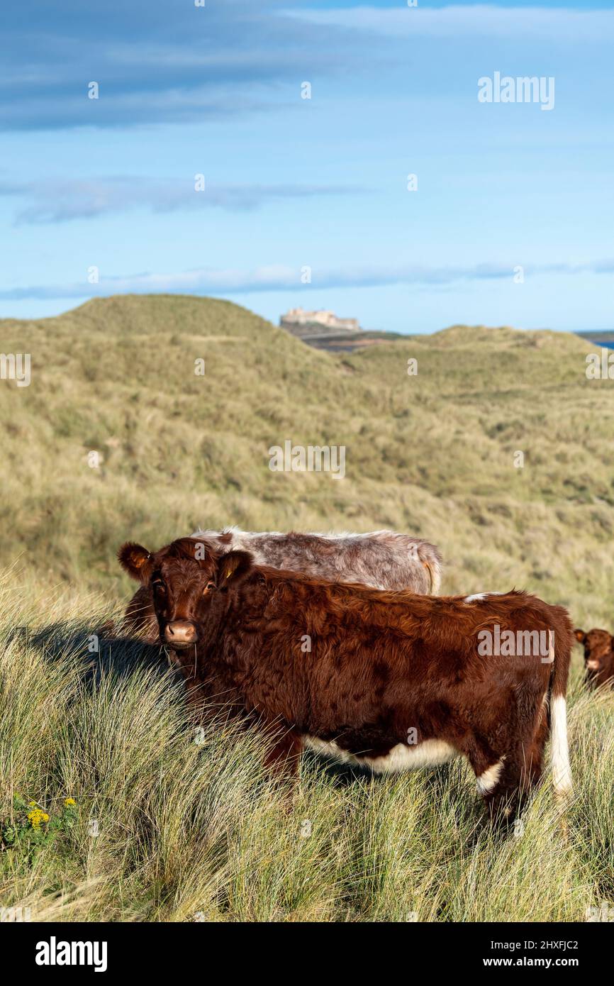 Luing cattle out wintering and grazing on sand dunes on the ...
