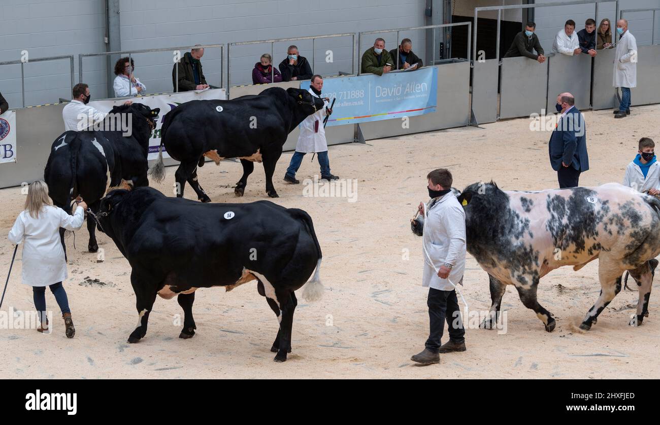 Belgian blue cattle hi-res stock photography and images - Alamy
