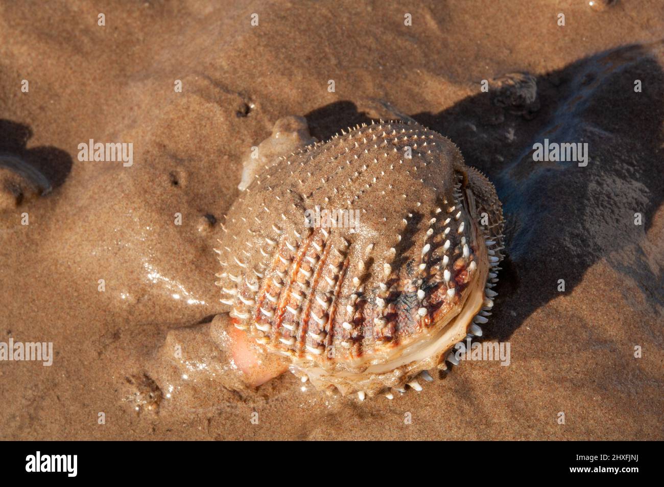 Spiny cockle exposed on sand at low tide, Dale, Pembrokeshire, Wales ...