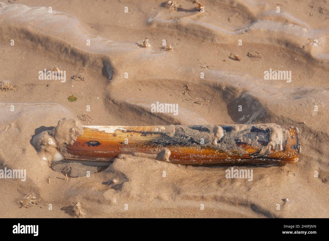 Common razor clam (Ensis ensis) fishing, Dale, Pembrokeshire, UK Stock ...