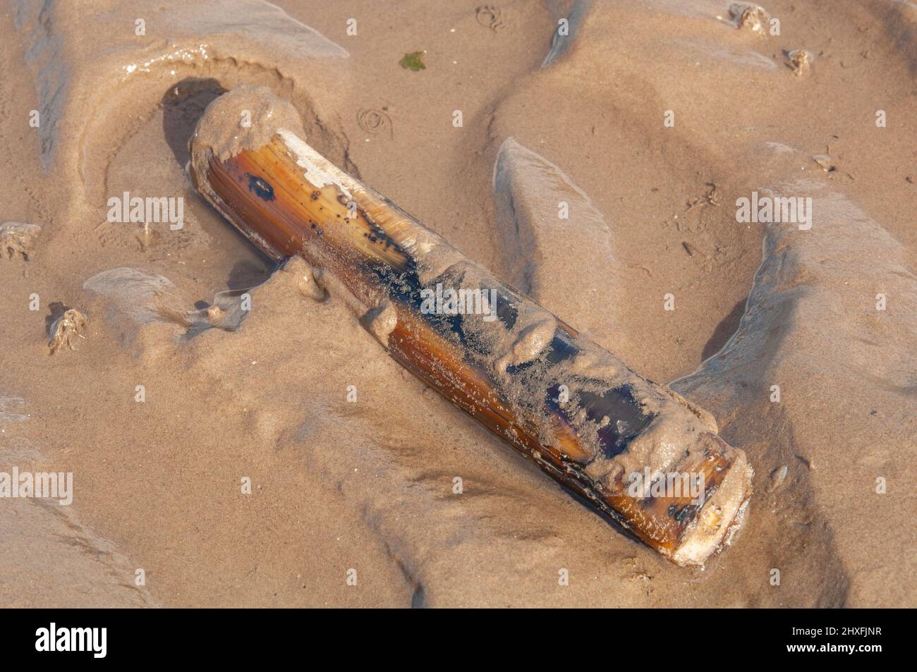 Common razor clam (Ensis ensis) fishing, Dale, Pembrokeshire, UK Stock ...