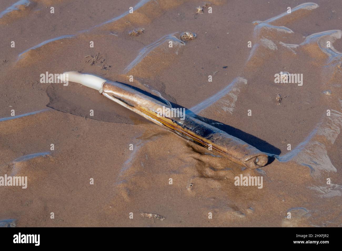 Common razor clam (Ensis ensis) fishing, Dale, Pembrokeshire, UK Stock ...