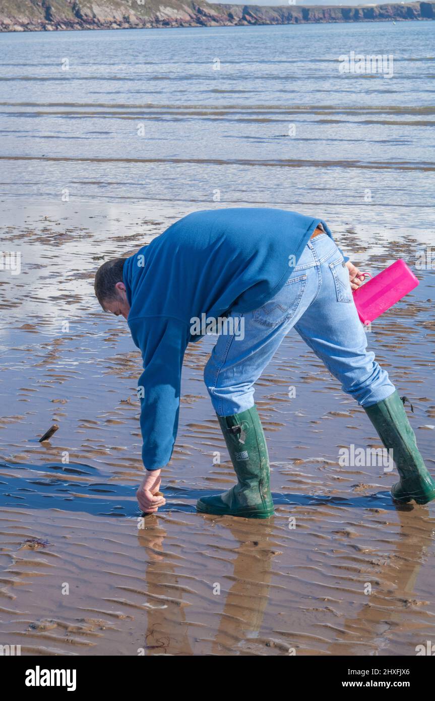 Man applying common salt to burrow of Common razor clam (Ensis ensis ...