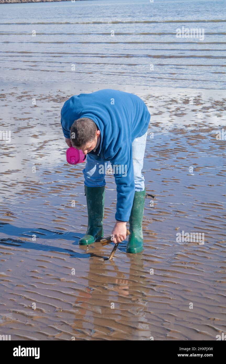 Man applying common salt to burrow of Common razor clam (Ensis ensis ...