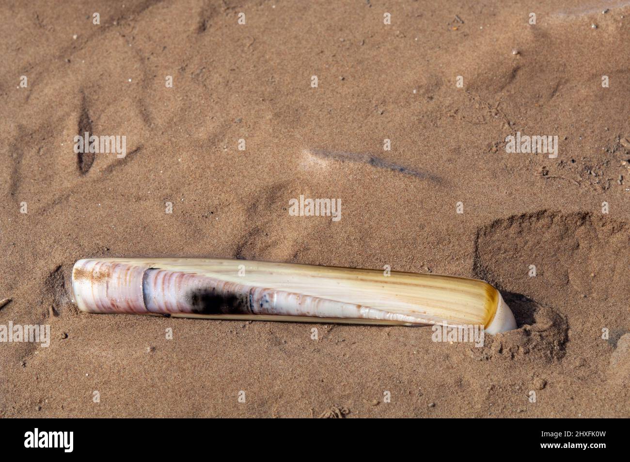 Common razor clam (Ensis ensis) fishing, Dale, Pembrokeshire, UK Stock ...