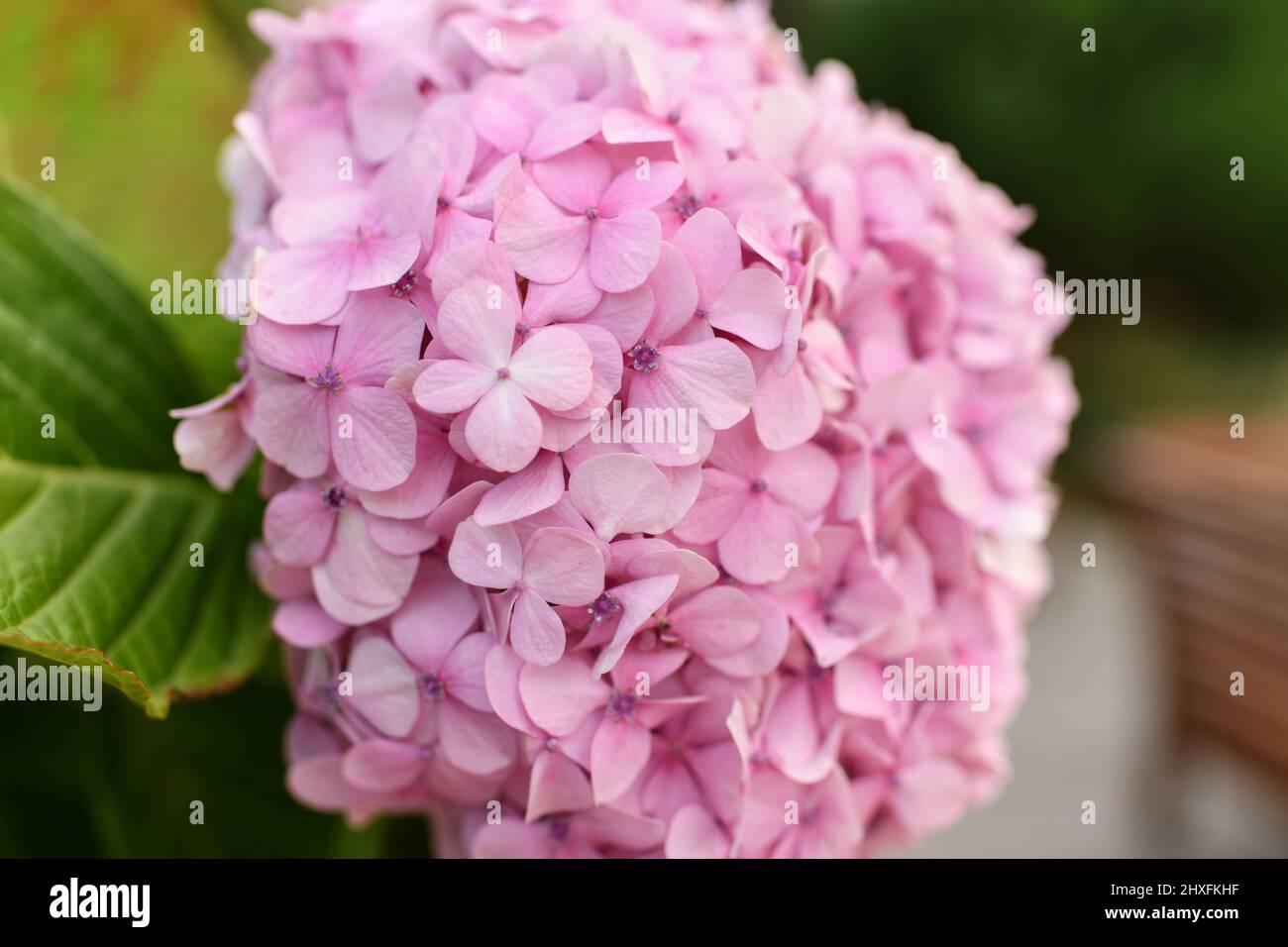 Hortensia and madeira hi-res stock photography and images - Alamy
