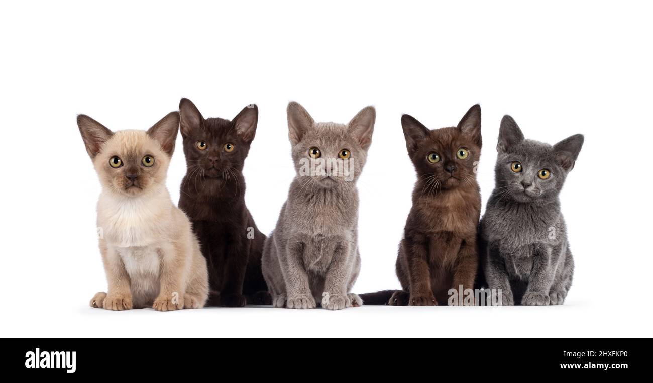 Burmese Cat Colours