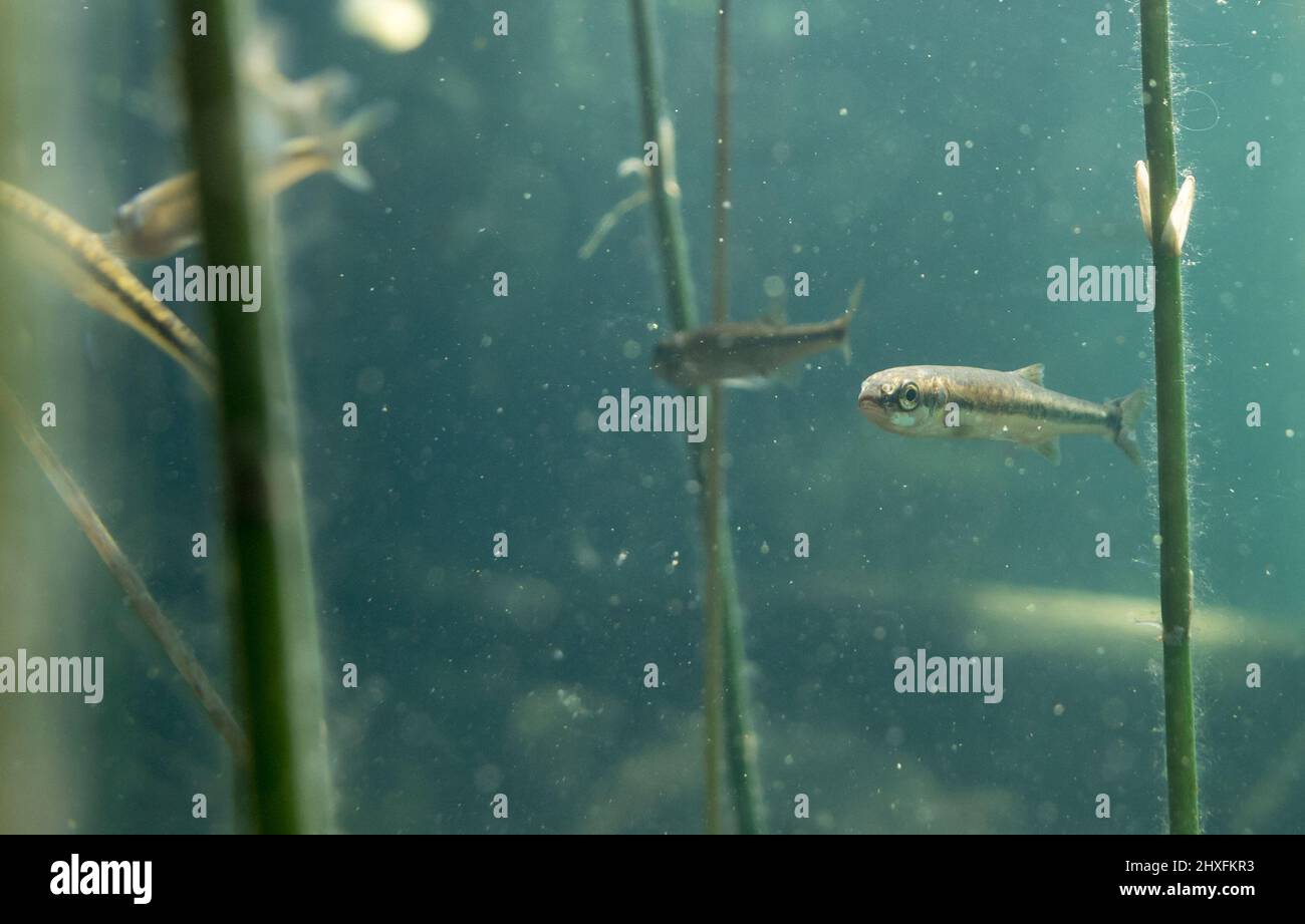 Common minnow fish underwater Stock Photo - Alamy