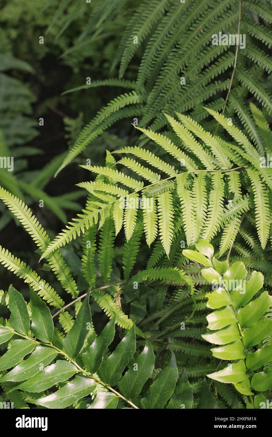 Beautiful green ferns growing in the summer meadow Stock Photo - Alamy