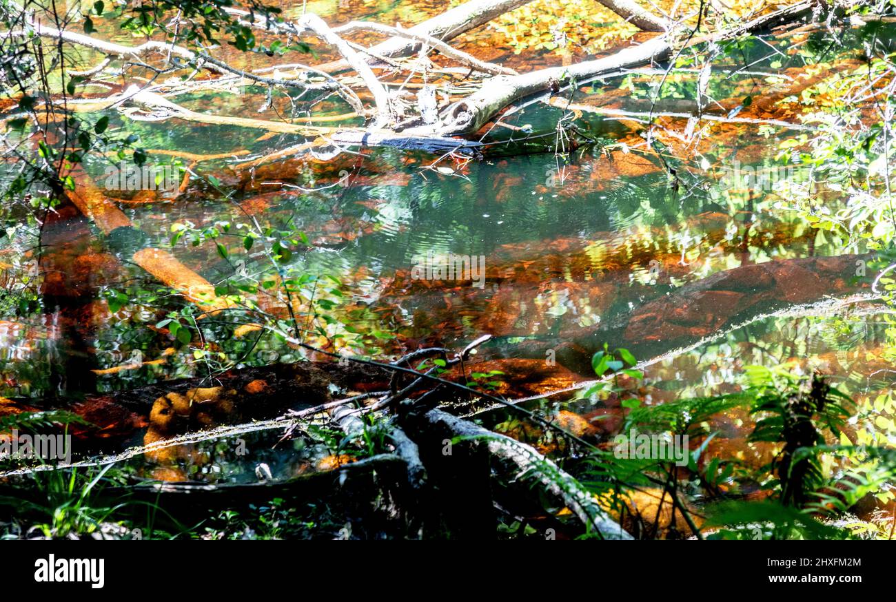 Traditional Woodland In South Africa Stock Photo - Alamy