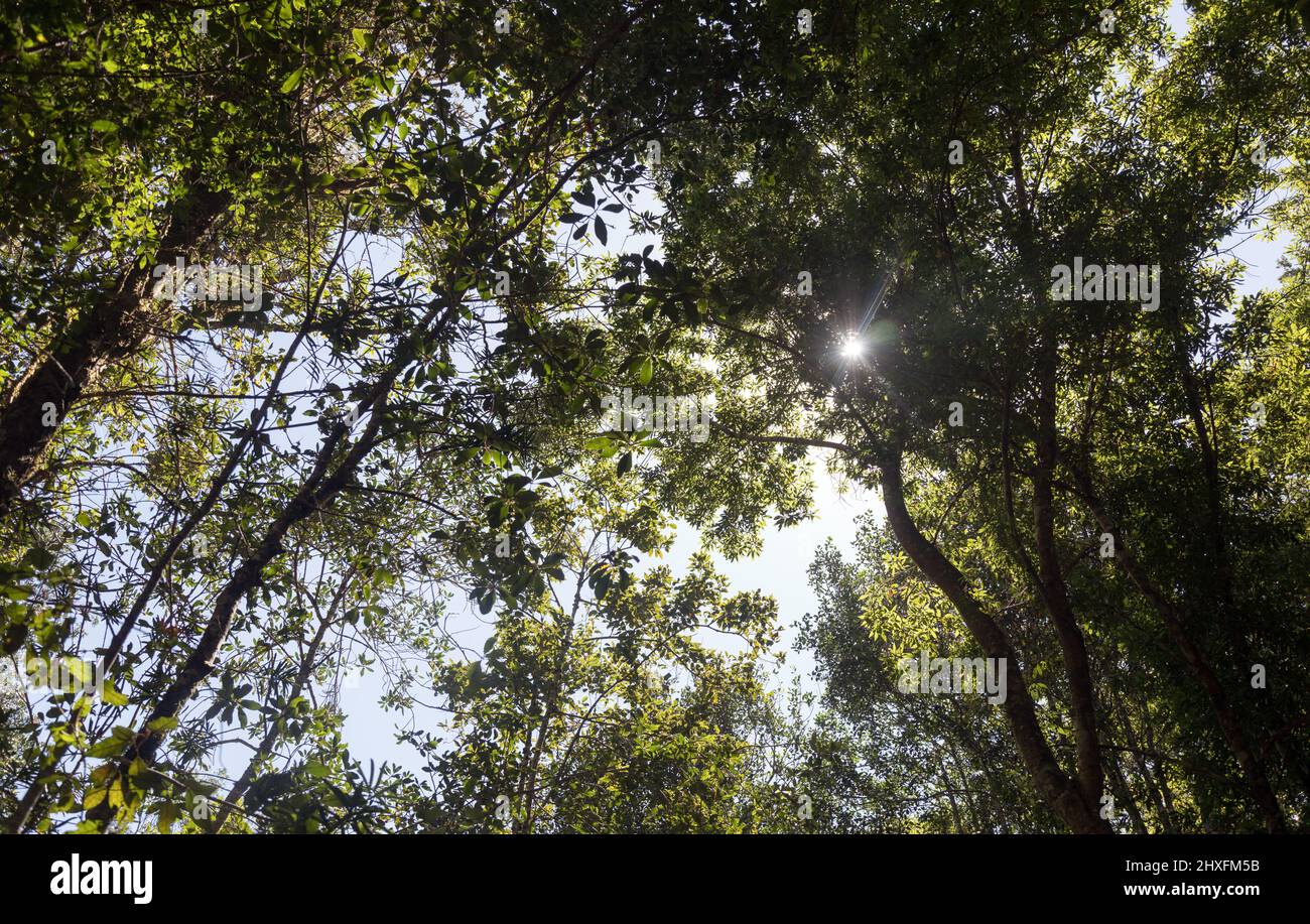 Traditional Woodland In South Africa Stock Photo - Alamy