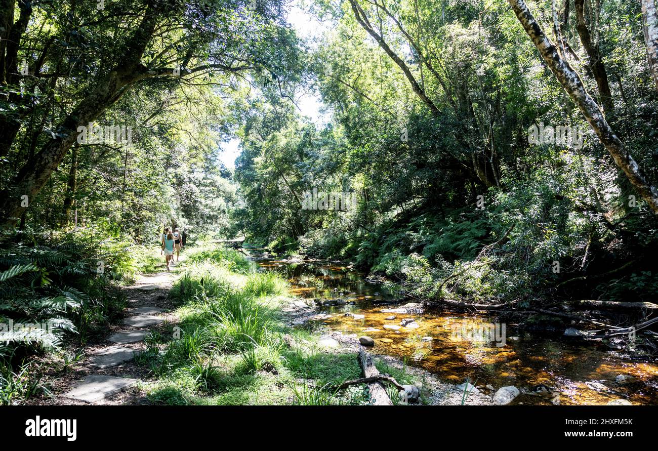 Traditional Woodland In South Africa Stock Photo - Alamy