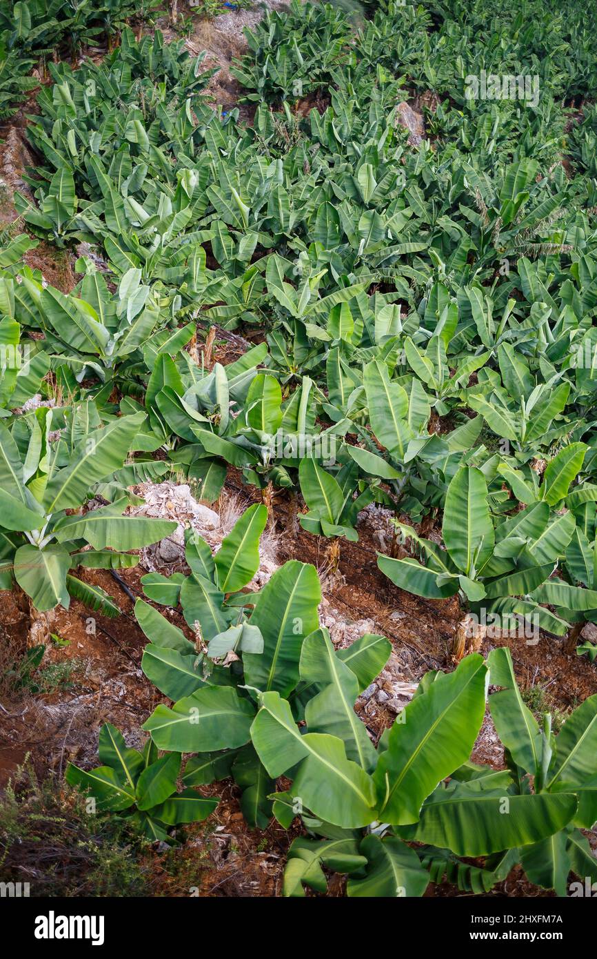 Greening the environment with living plants with green leaves. Plants ...