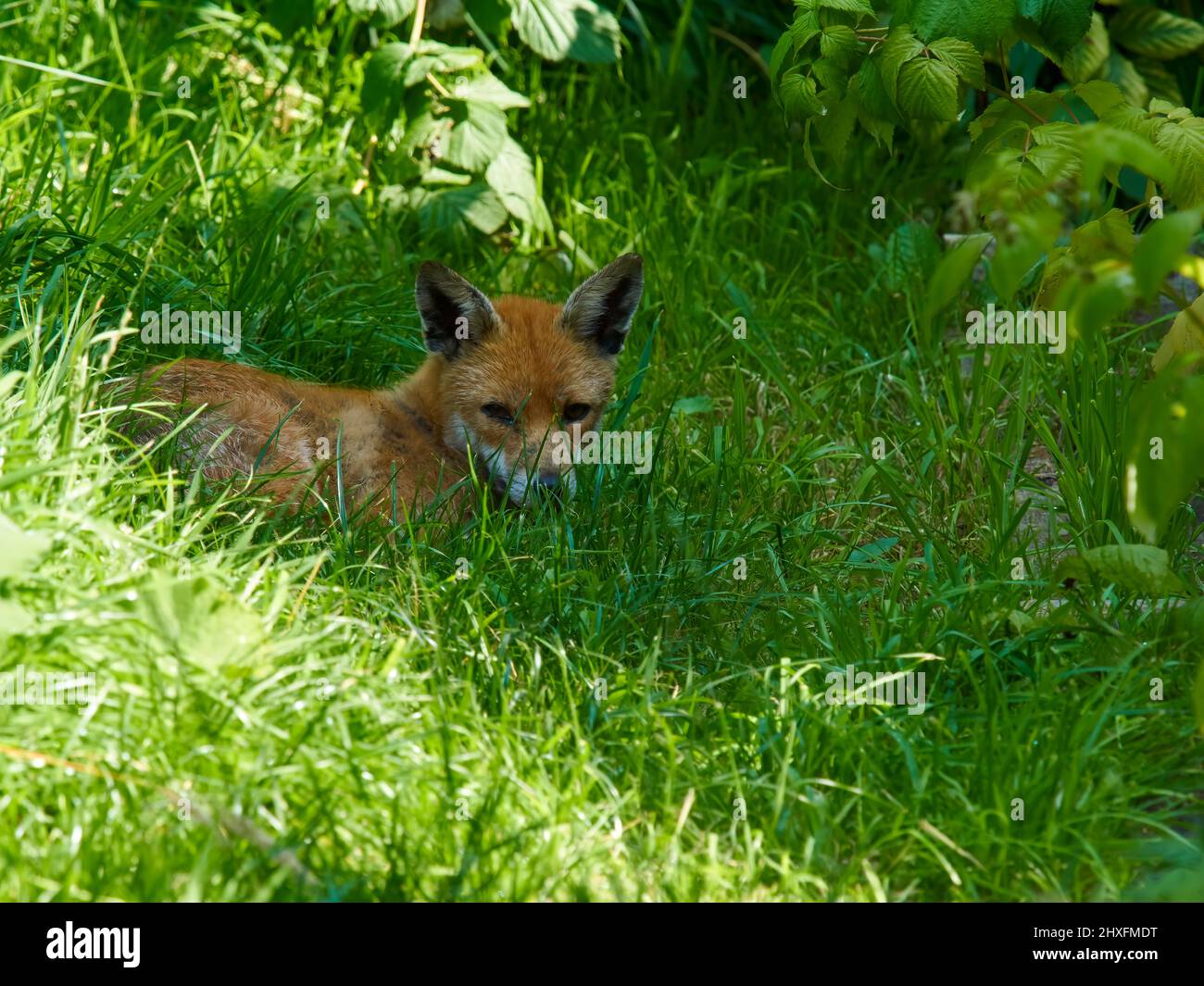 A red fox (caught somewhat unawares) rests in the shade of a well ...