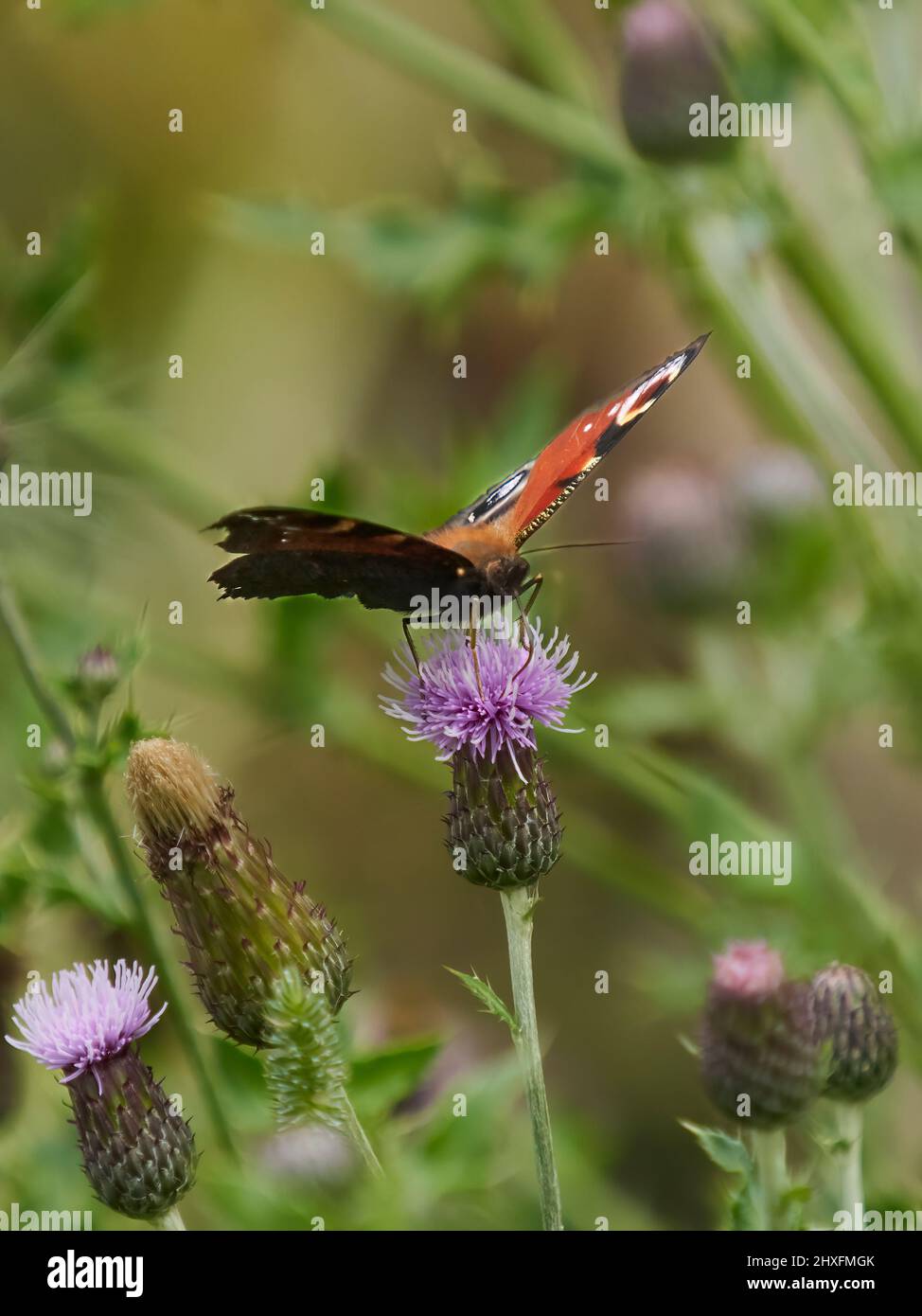 A peacock butterfly perched on a thistle flower in bright, soft summer ...