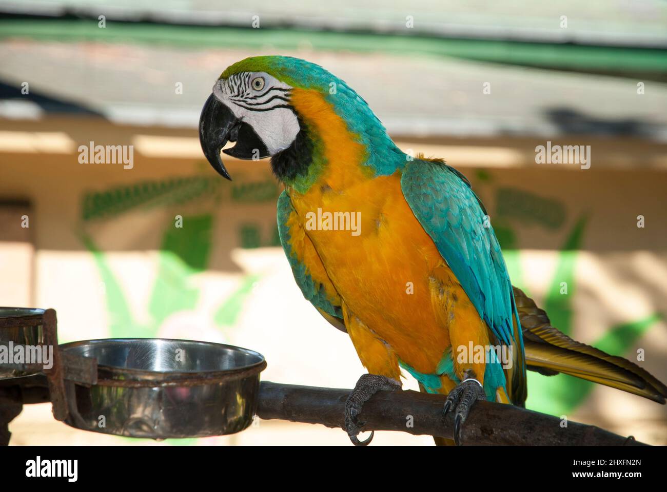 The close of colorful macaw parrot in Nassau city zoo (Bahamas Stock ...