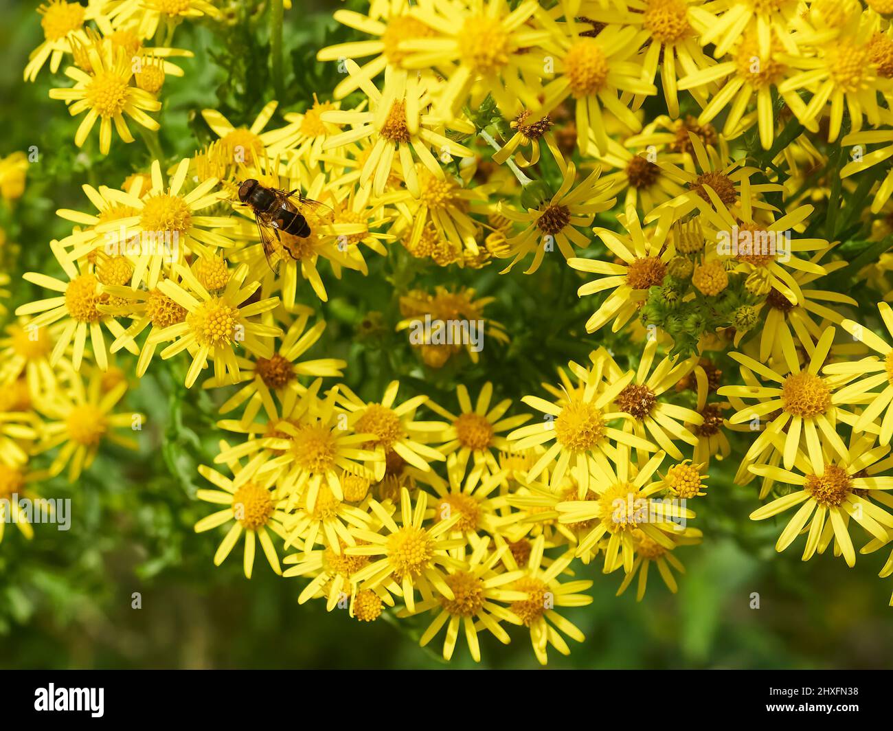 Ragwort green greenery hi-res stock photography and images - Alamy