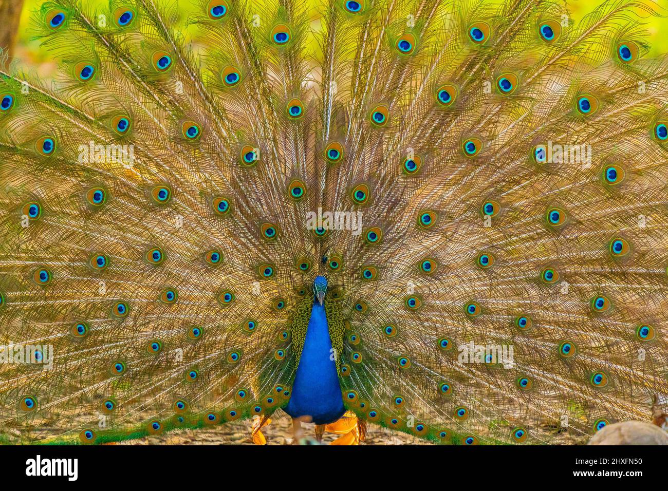 Peacock throne hi-res stock photography and images - Alamy