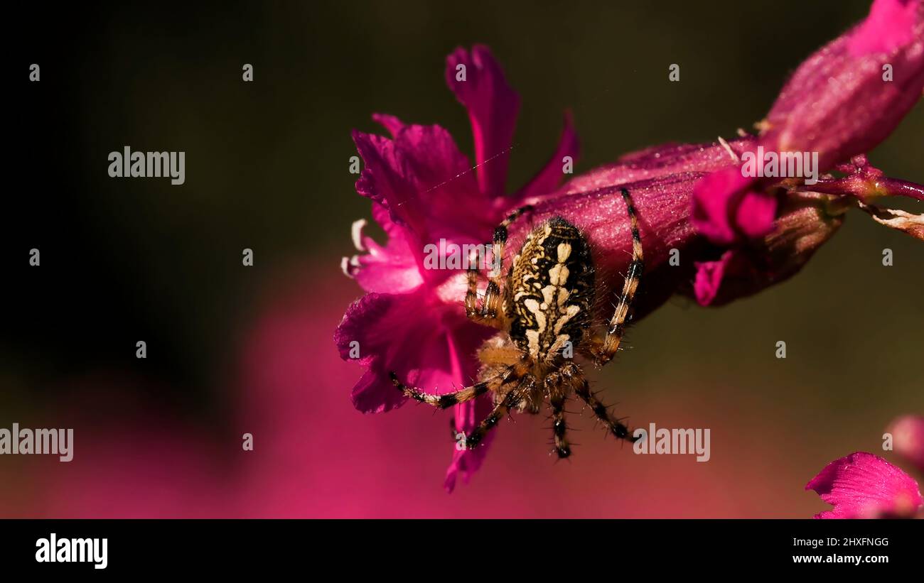 A large spider that sits sits with its back with a beautiful pattern ...