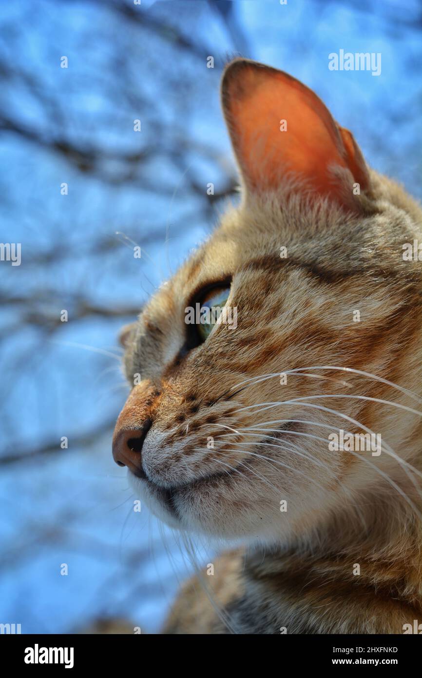 A baby cat close up with intense look. Cat under blue sky Stock Photo ...