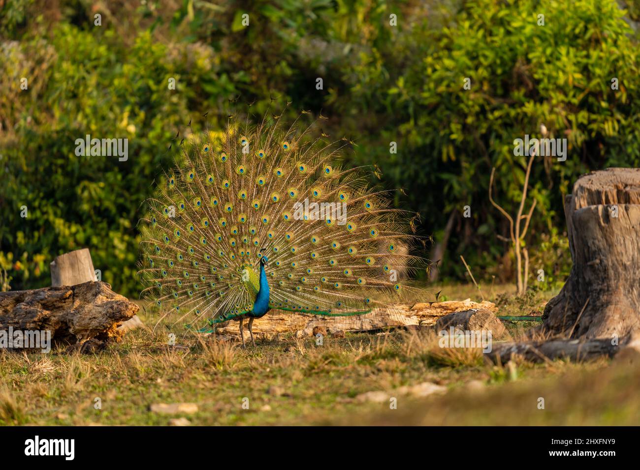 Peacock throne hi-res stock photography and images - Alamy