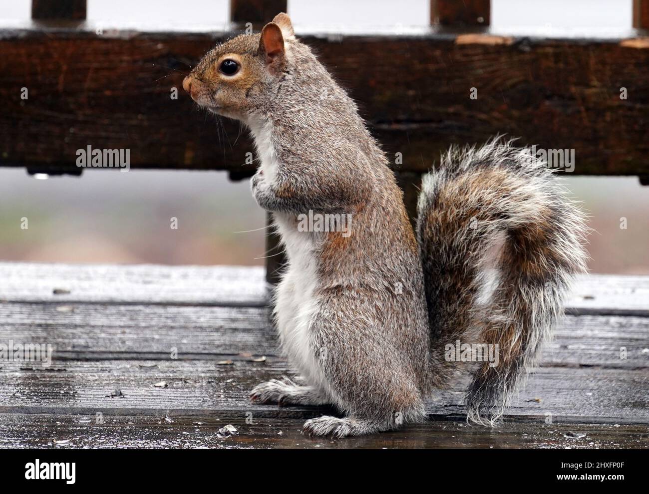 Wet squirrel hi-res stock photography and images - Alamy