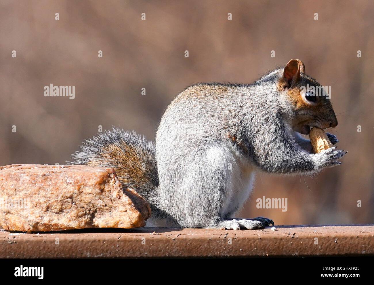 Squirrel nibbling a peanut hi-res stock photography and images - Alamy