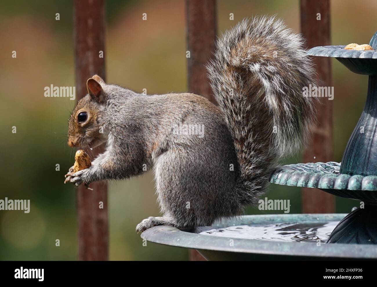 A Squirrel nibbles on a peanut Stock Photo - Alamy