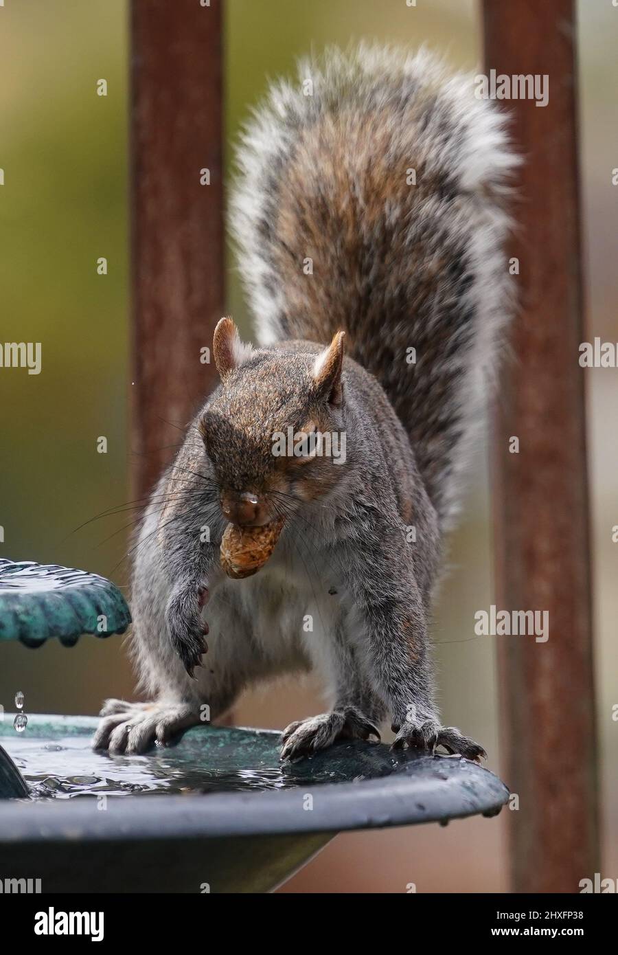 A Squirrel nibbles on a peanut Stock Photo - Alamy