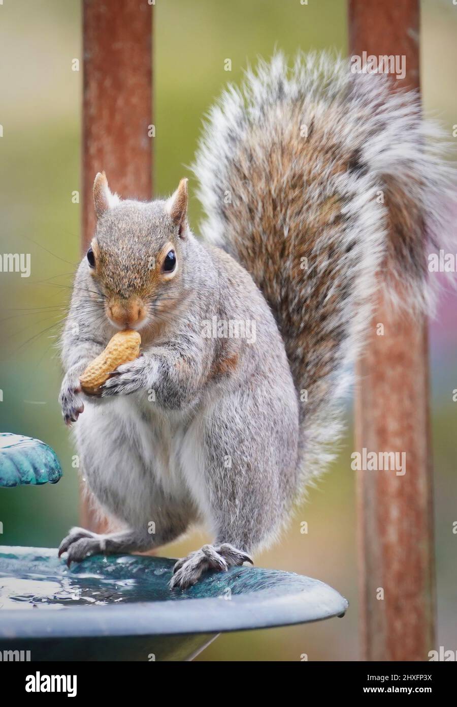 A Squirrel nibbles on a peanut Stock Photo - Alamy