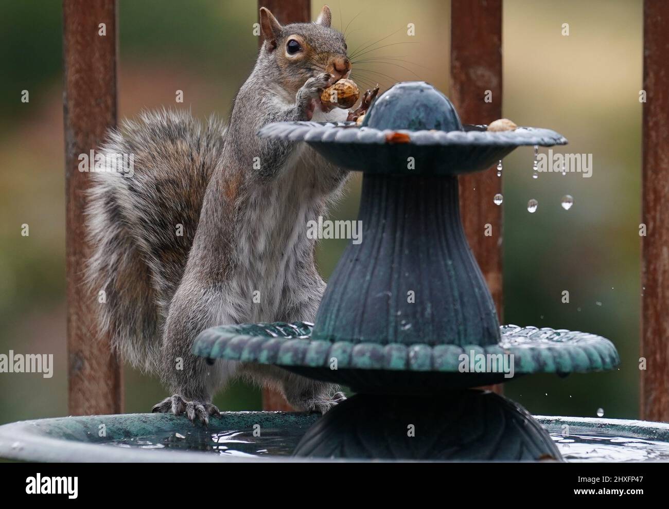 A Squirrel nibbles on a peanut Stock Photo - Alamy