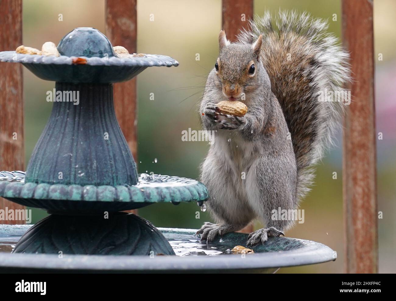 Squirrel nibbling a peanut hi-res stock photography and images - Alamy