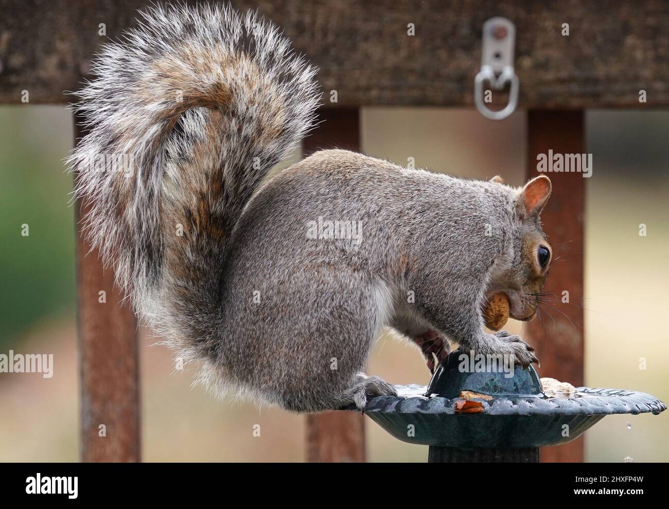 A Squirrel nibbles on a peanut Stock Photo - Alamy