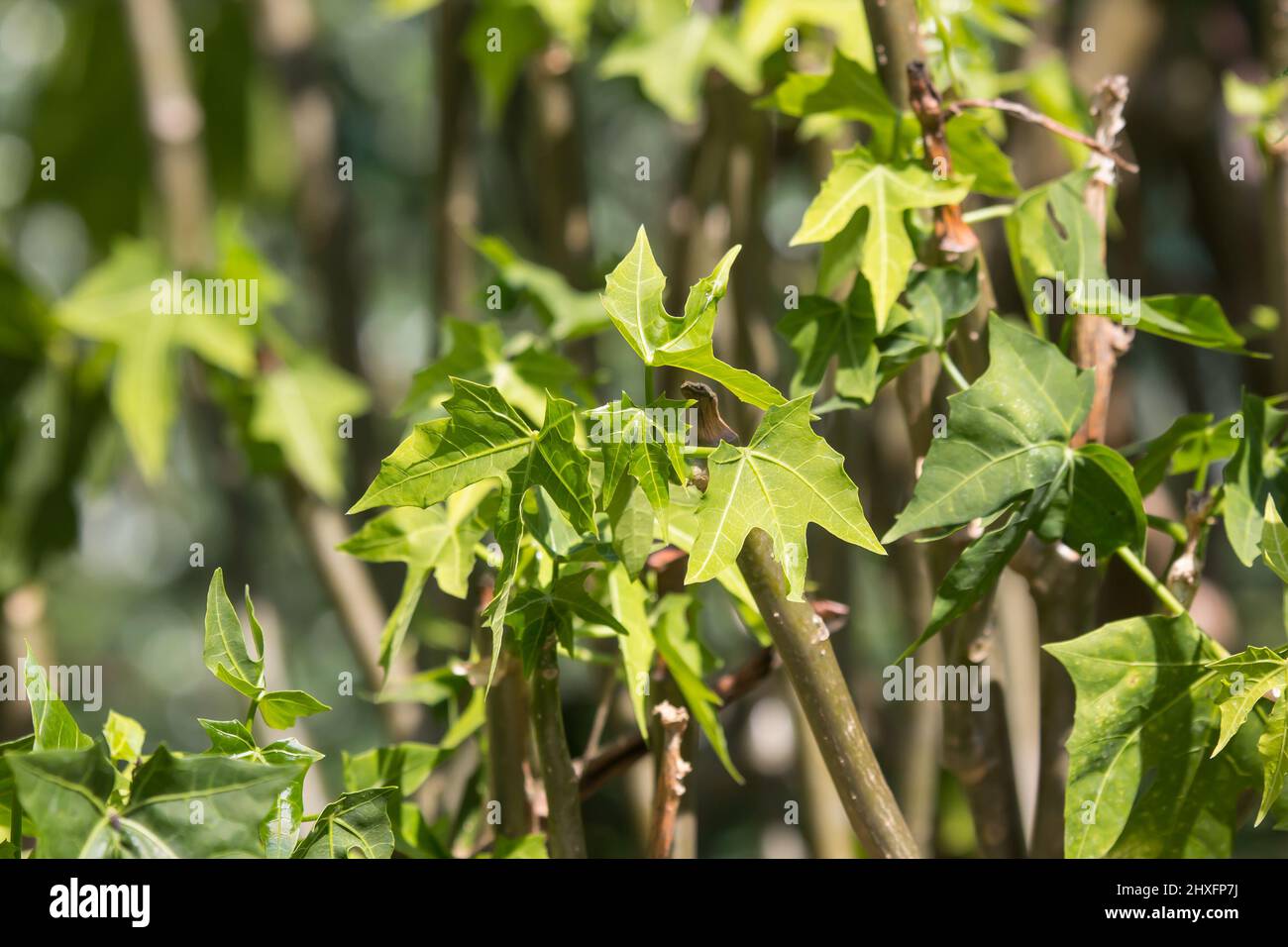 Chaya leaf hi-res stock photography and images - Alamy