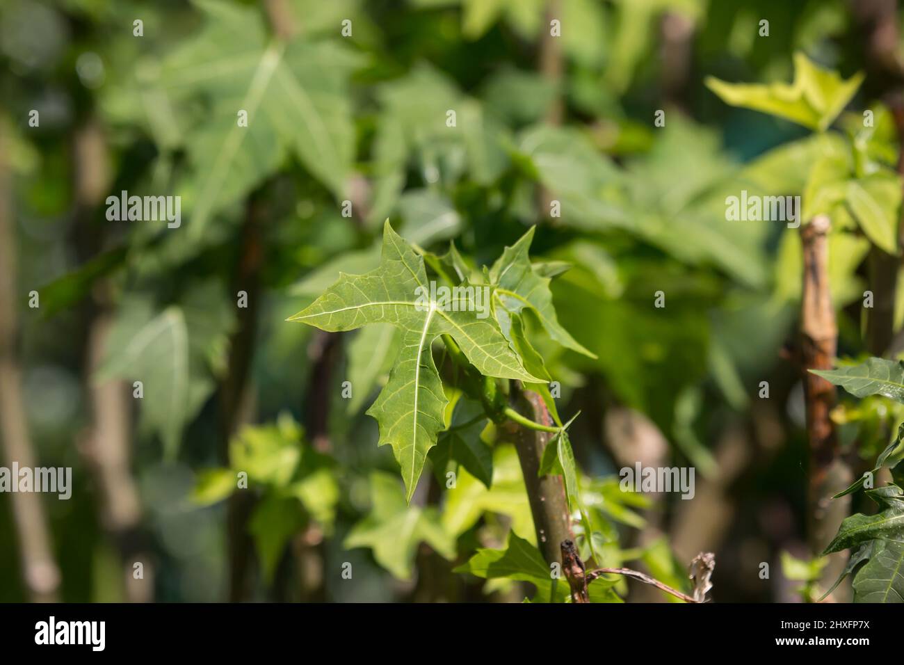 Closeup of Tree spinach or Chaya plants in the garden Stock Photo - Alamy