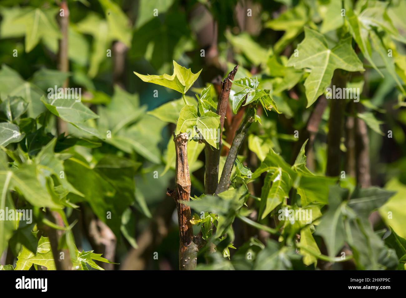 Closeup of Tree spinach or Chaya plants in the garden Stock Photo - Alamy