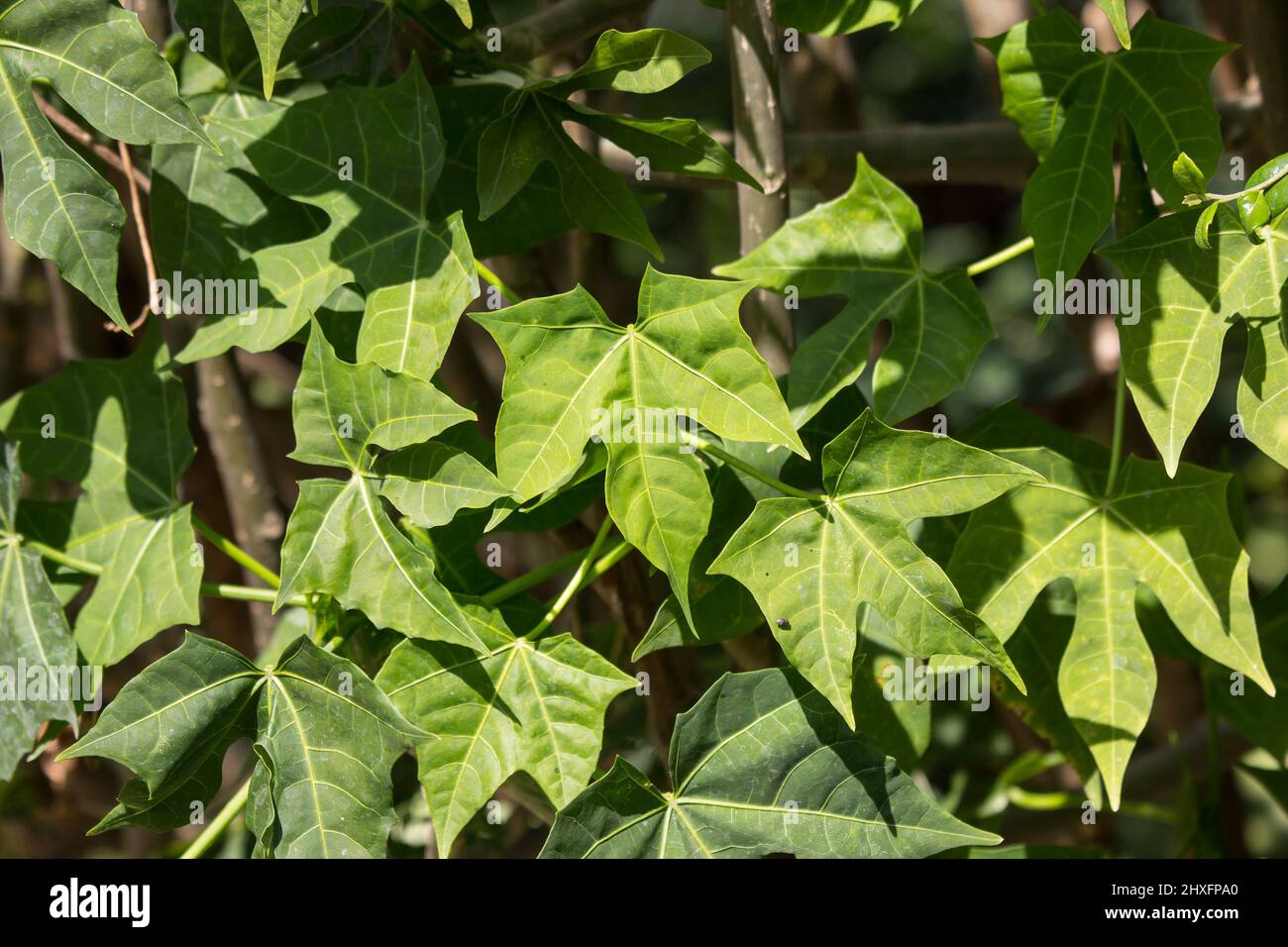 Closeup of Tree spinach or Chaya plants in the garden Stock Photo - Alamy