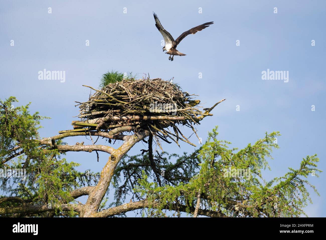 Osprey landing in nest, Cairngorms National Park, Scotland Stock Photo ...
