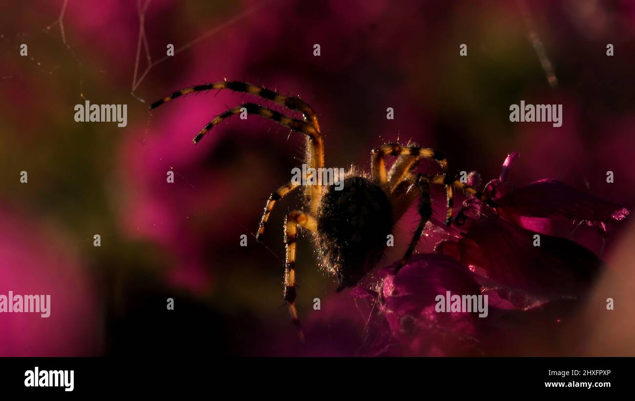 Big red spider orchid hi-res stock photography and images - Alamy