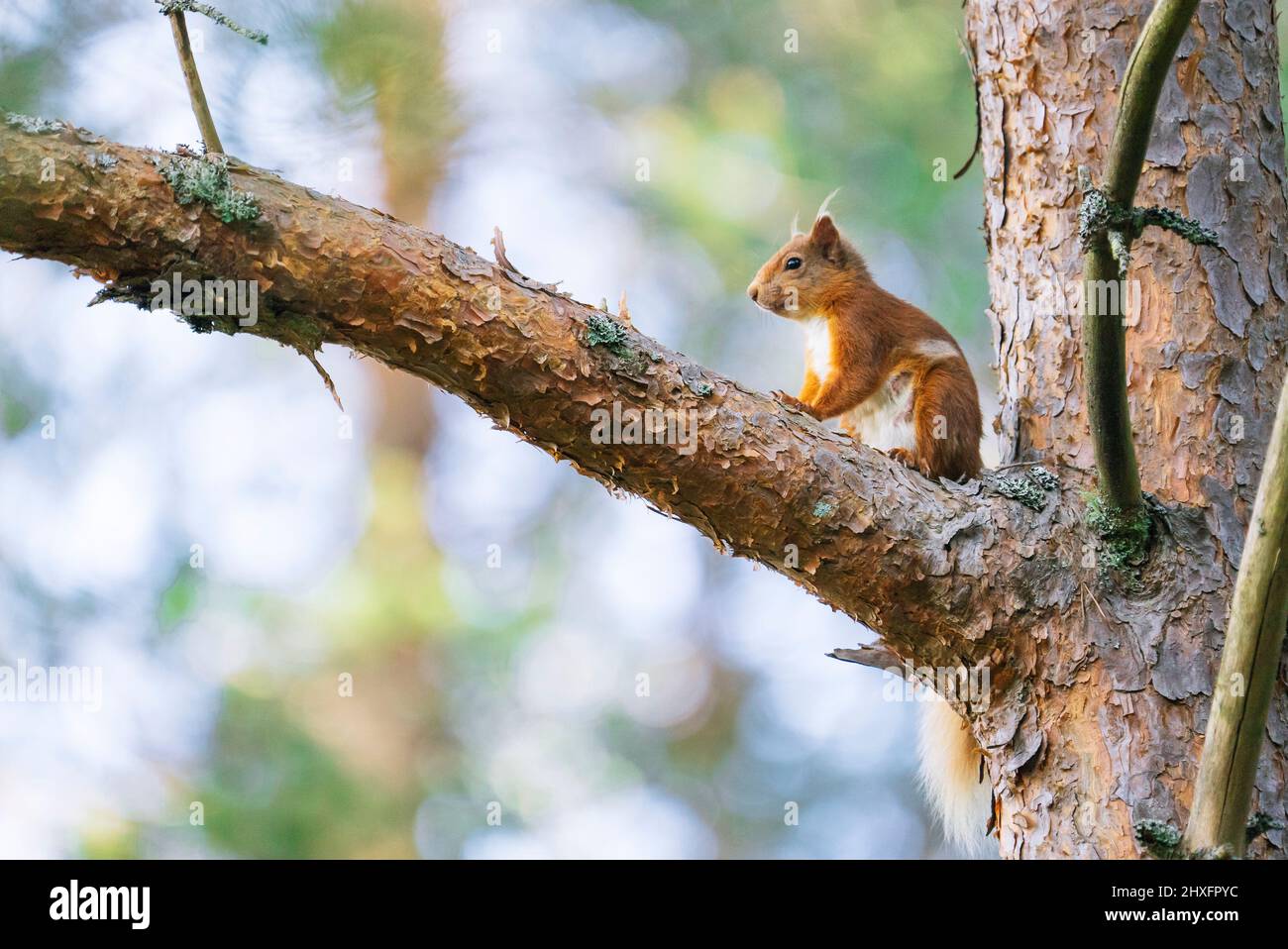 Red squirrel (Sciurus vulgaris) on a tree in a forest in Cairngorms ...