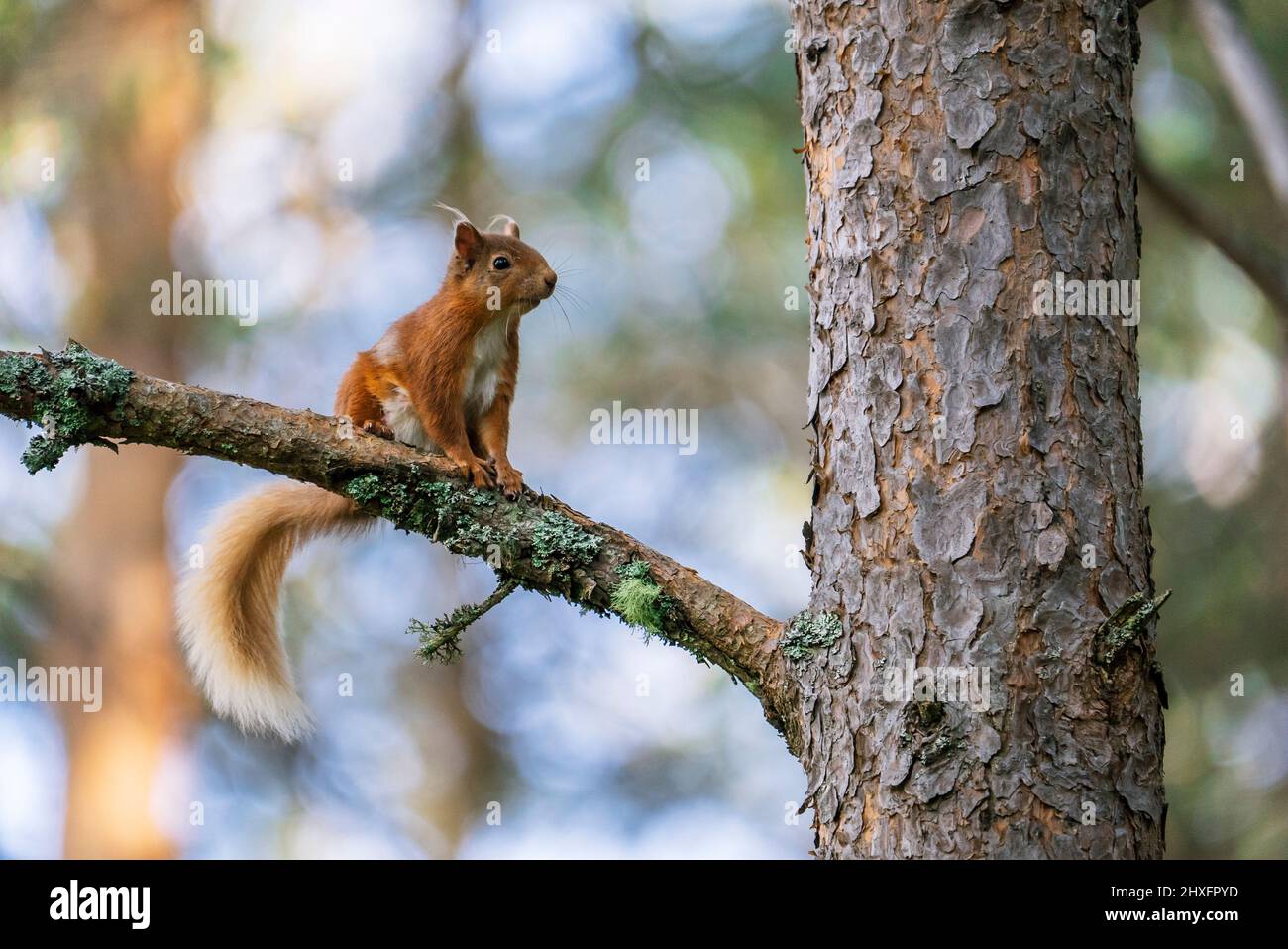 Red squirrel (Sciurus vulgaris) on a tree in a forest in Cairngorms ...