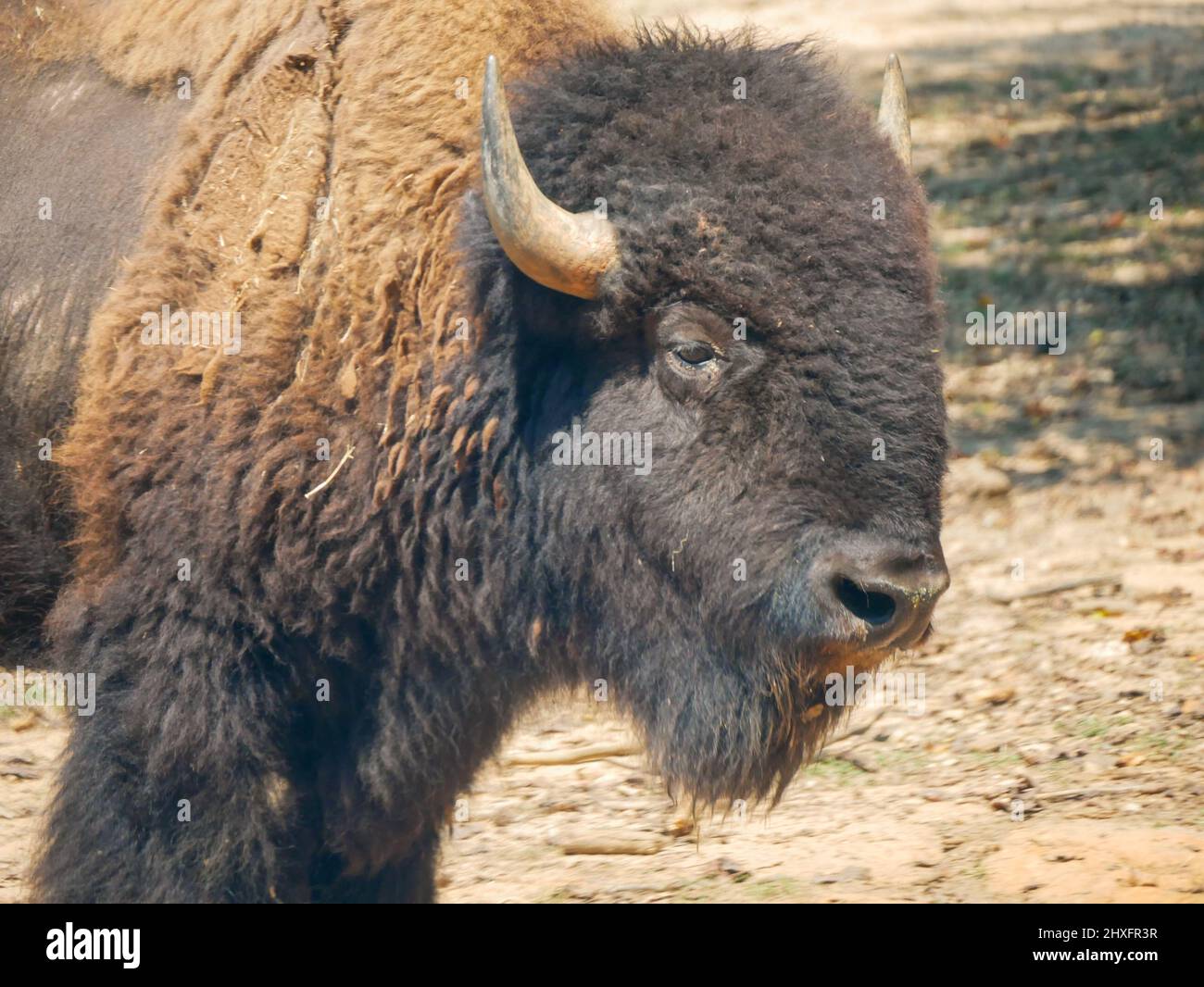Bison head close up Stock Photo - Alamy