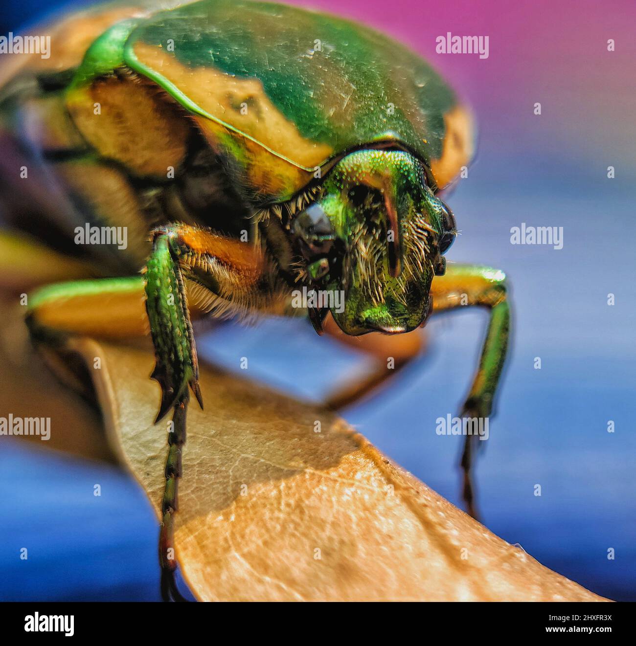 Green June beetle Stock Photo - Alamy