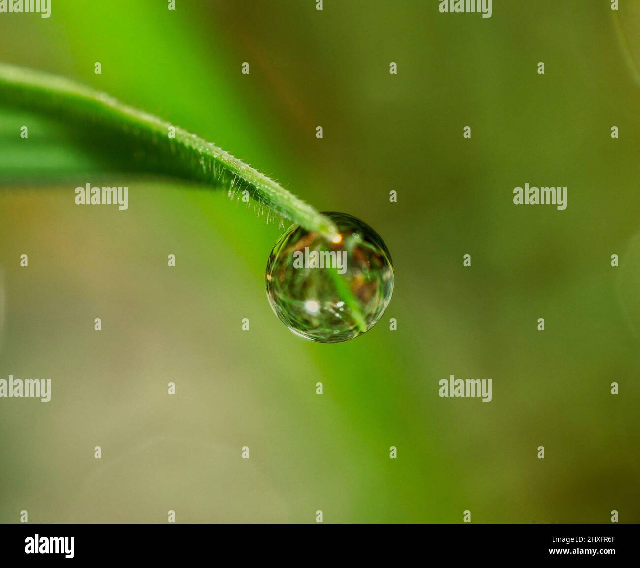 Dew drop hanging on a blade of grass Stock Photo - Alamy