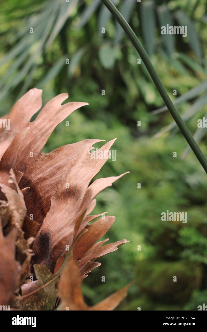 The thick brown bark peeling off the tropical palm tree trunk Stock ...