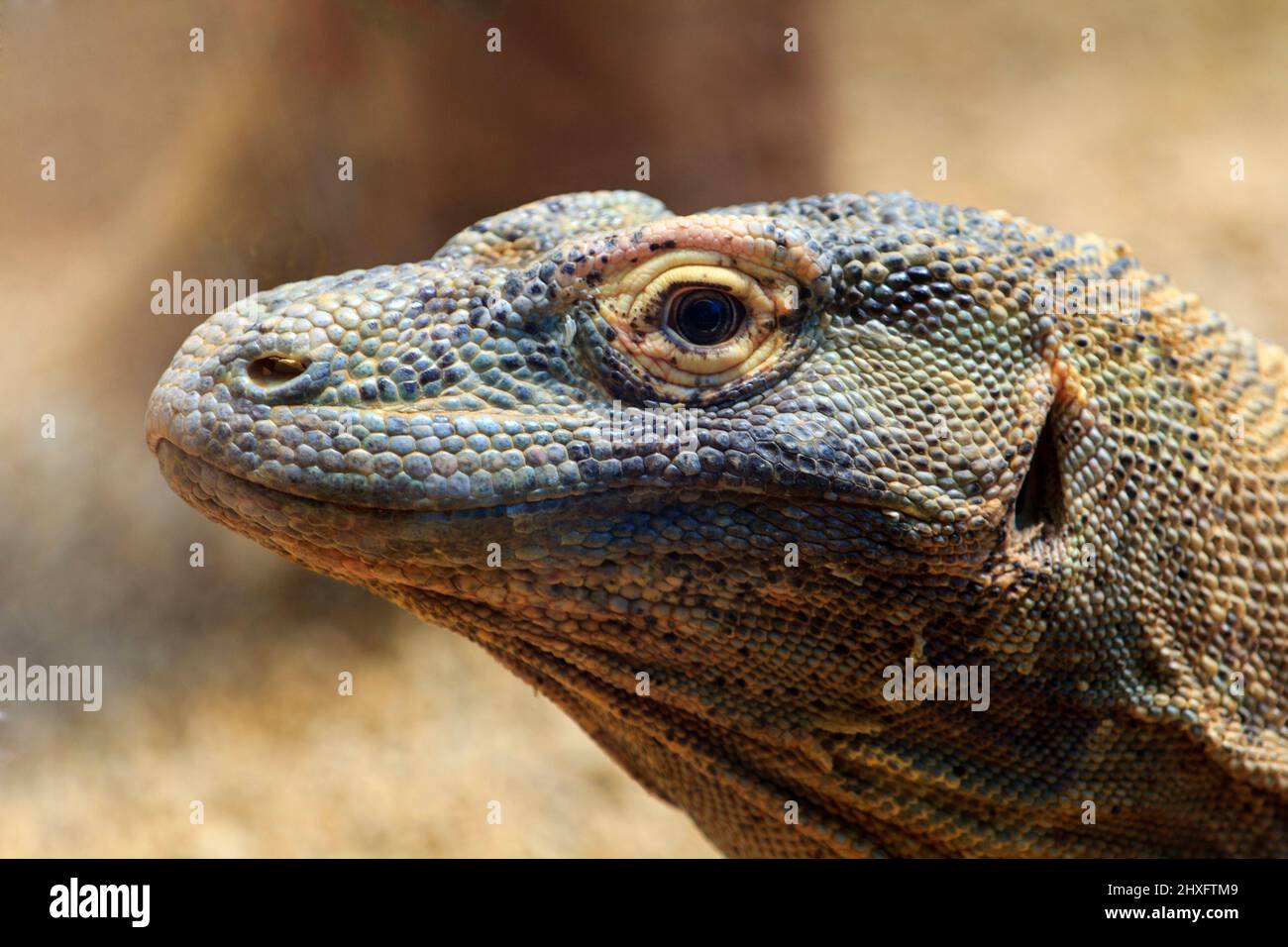Scary komodo dragon hi-res stock photography and images - Alamy